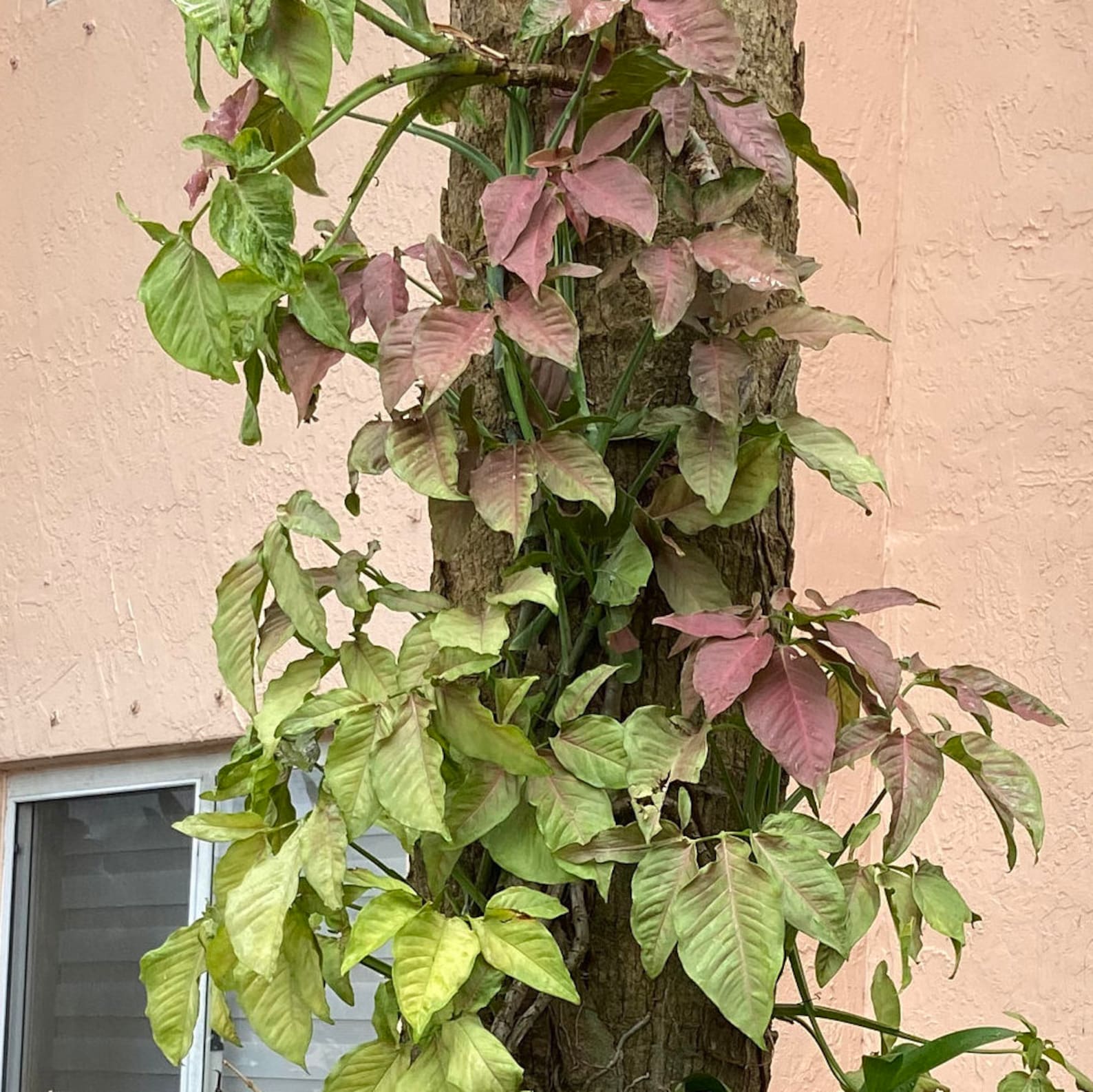 Pink Syngonium, Pink Green Arrow Heads. - Etsy