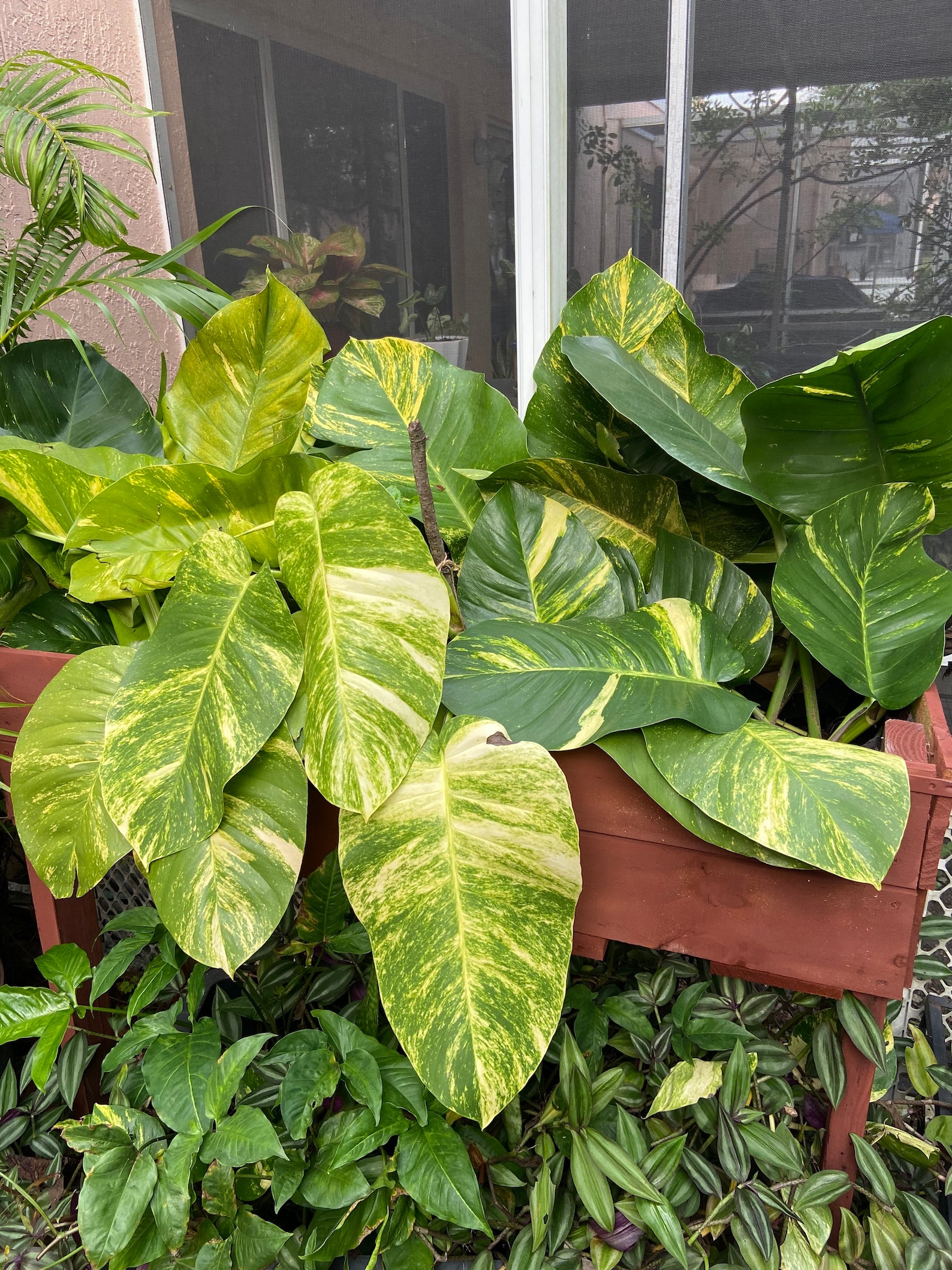 Giant Hawaiian Pothos . Rare Giant Variegated Hawaiian Philodendron ...