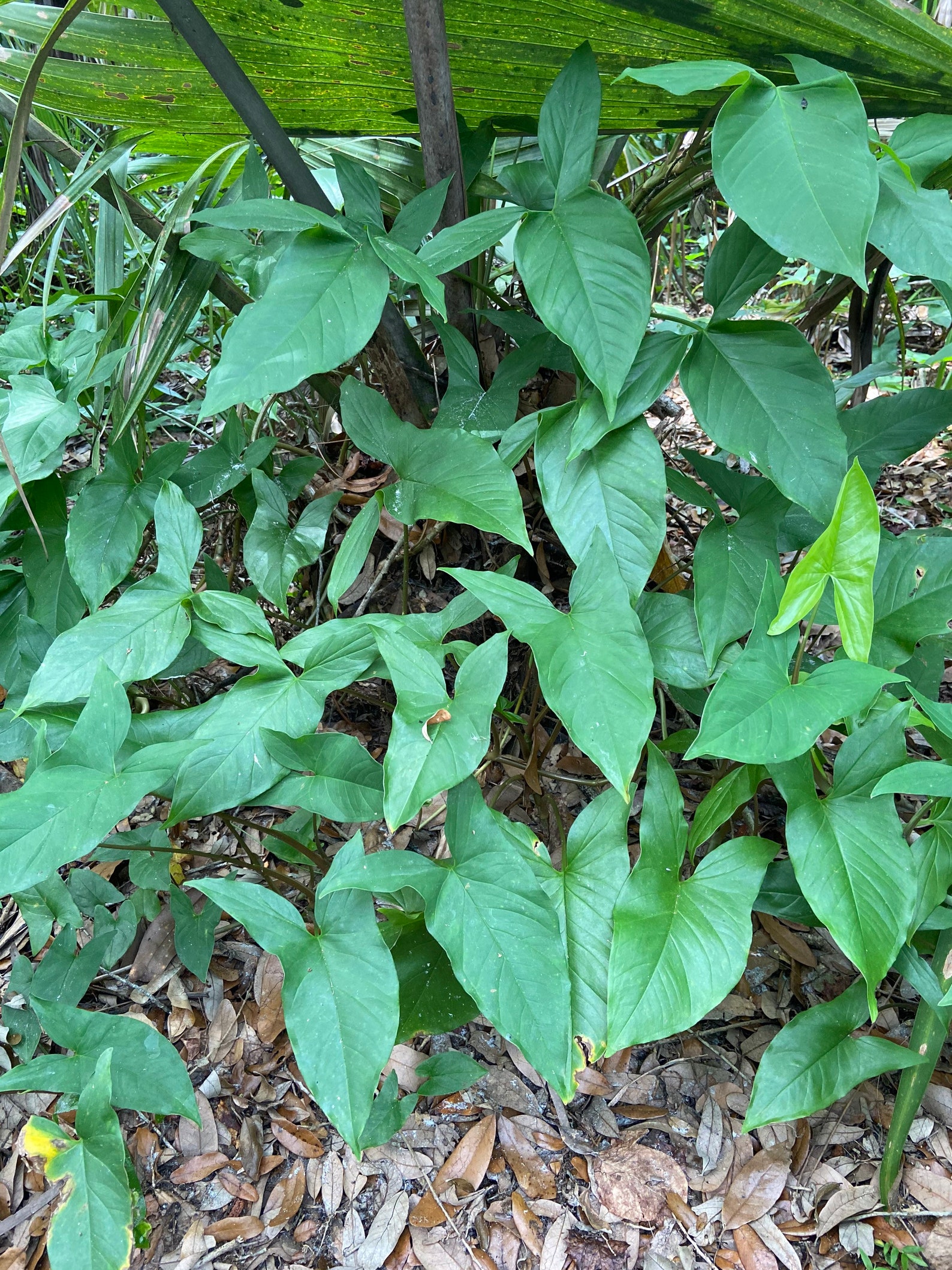 Syngonium Podophyllum Arrowhead Climbing Vine Plant - Etsy Ireland