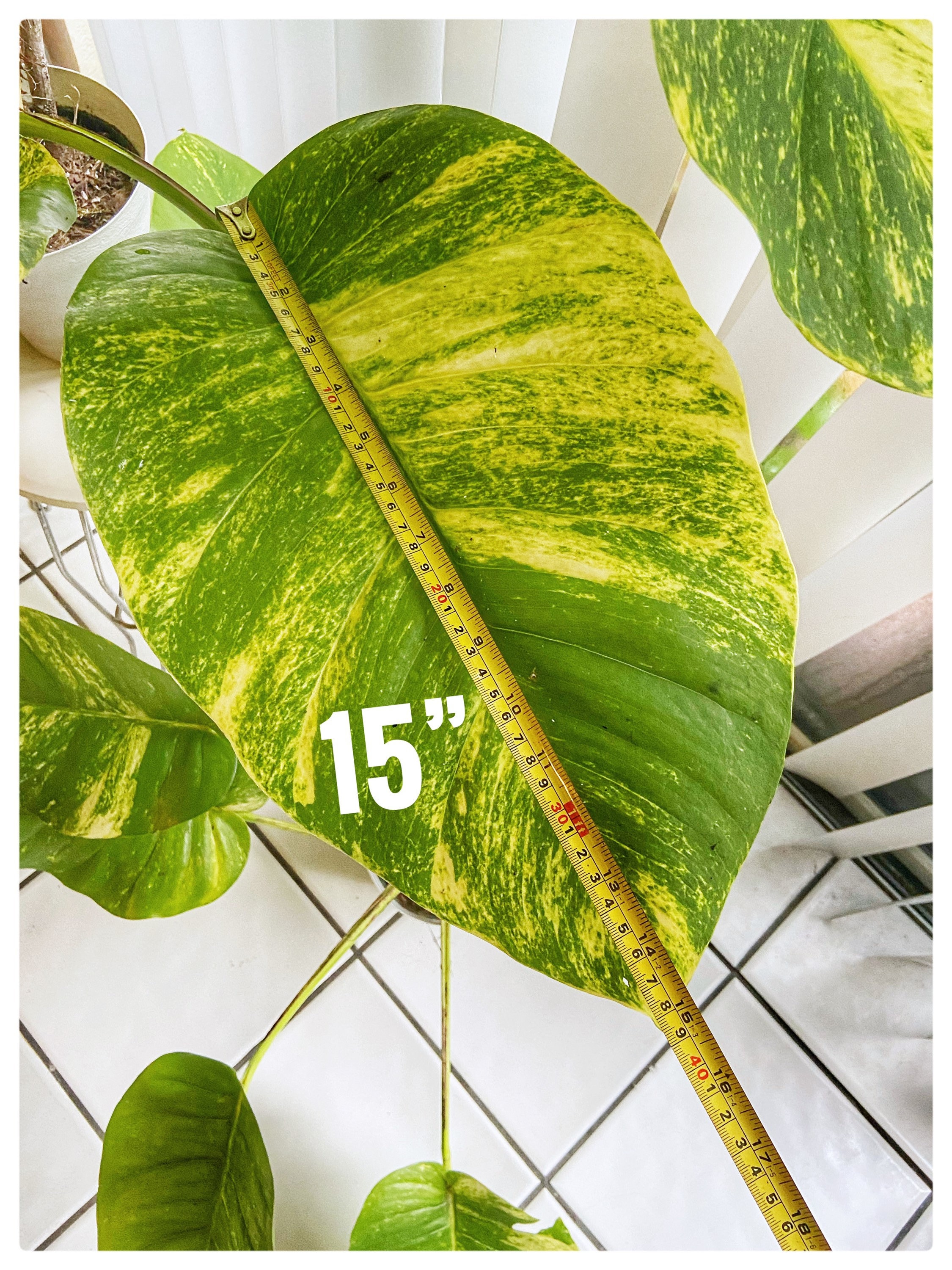 Hawaiian Giant Golden Pothos - Etsy