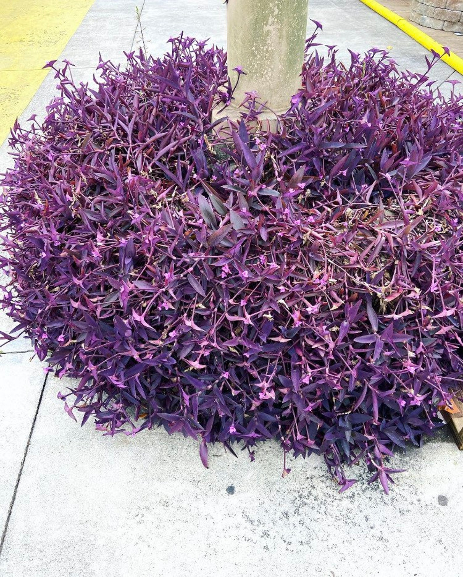 Succulent, Tradescantia Pallida, Colorful Purple Plants. Purple ...