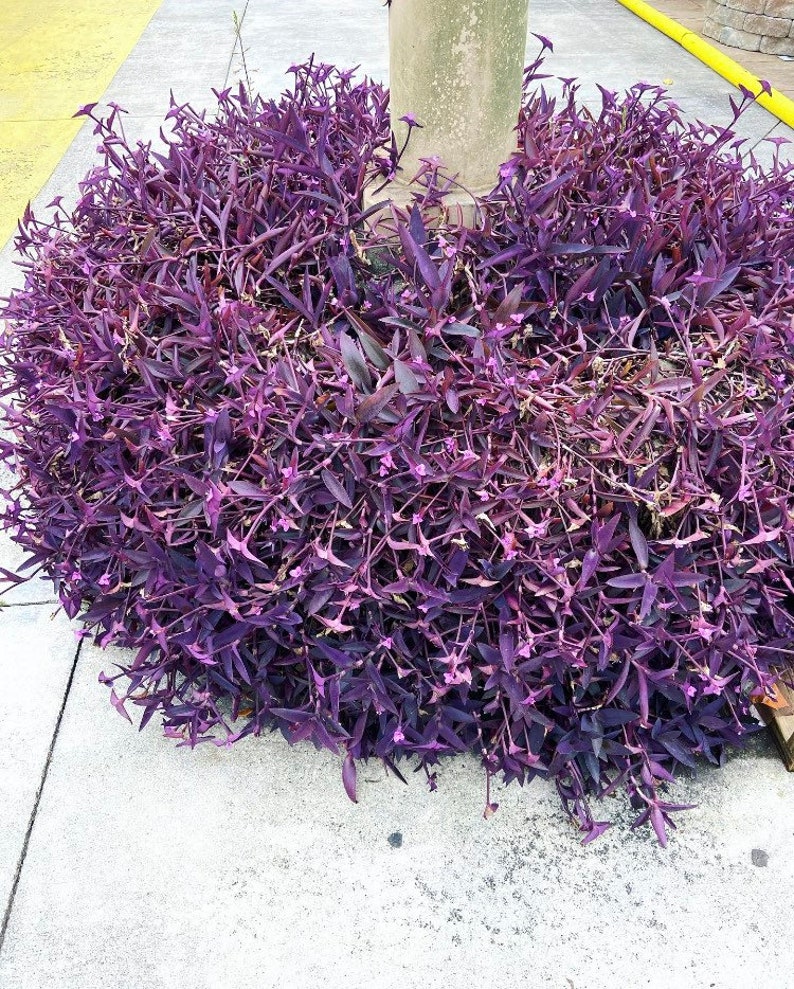 Succulent, Tradescantia Pallida, Colorful Purple Plants. Purple ...