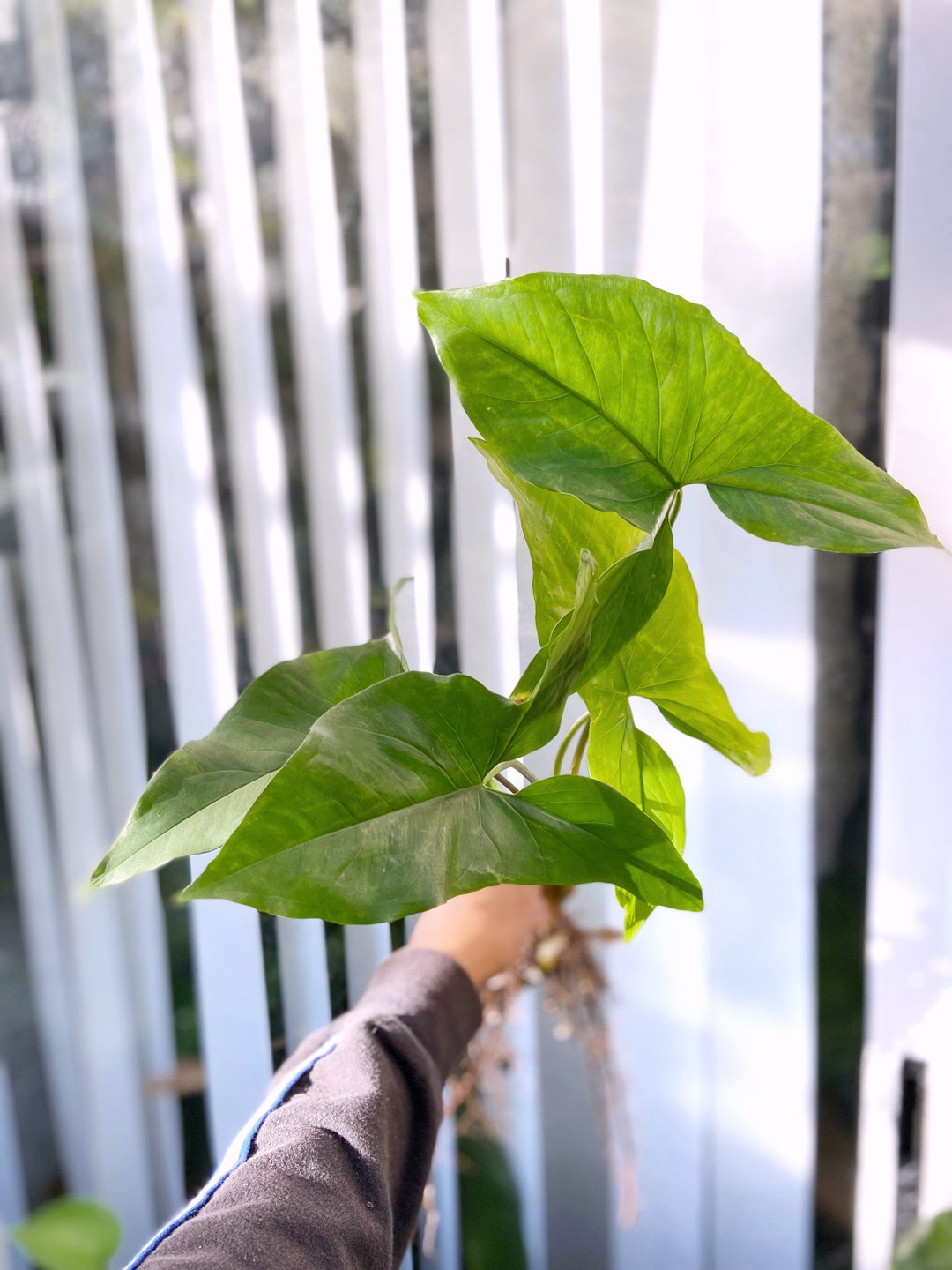 Syngonium Podophyllum Arrowhead Climbing Vine Plant - Etsy