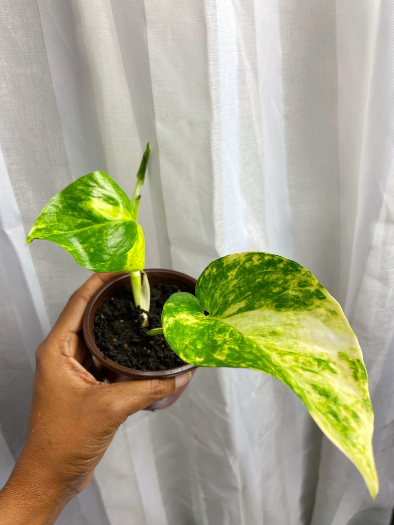 Pothos, Golden Pothos. Variegated Vine. Live, Air Purifying, Marble ...