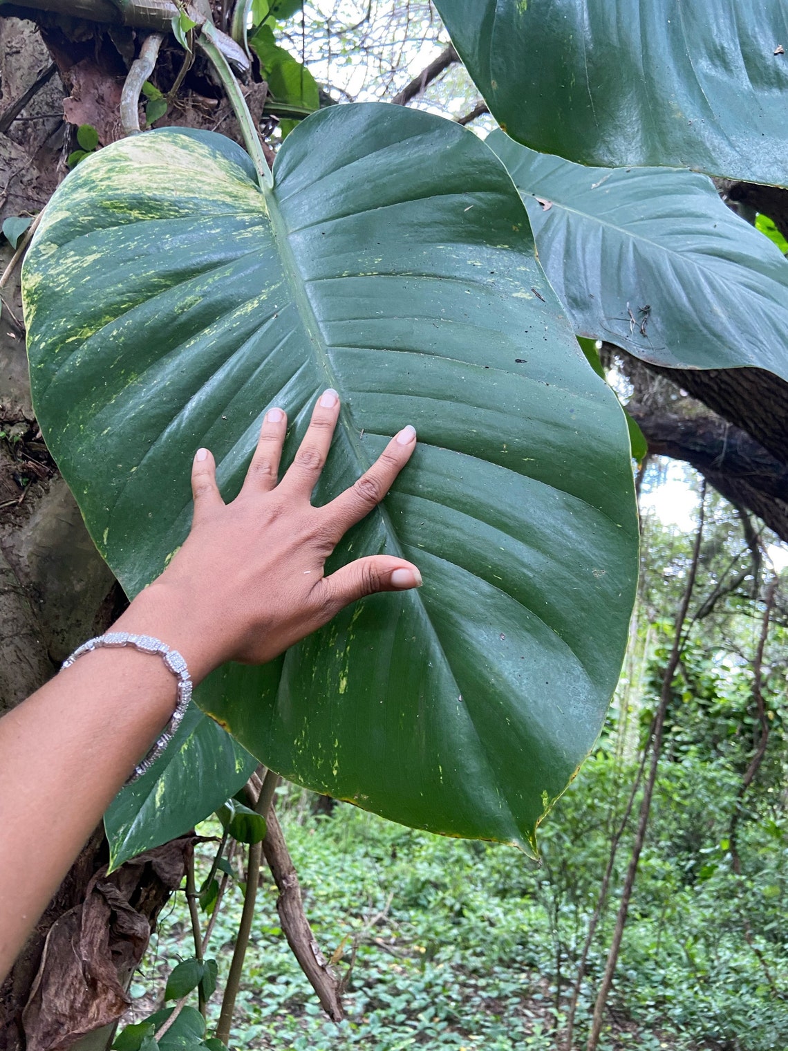Giant Hawaiian Pothos . Rare Giant Variegated Hawaiian - Etsy