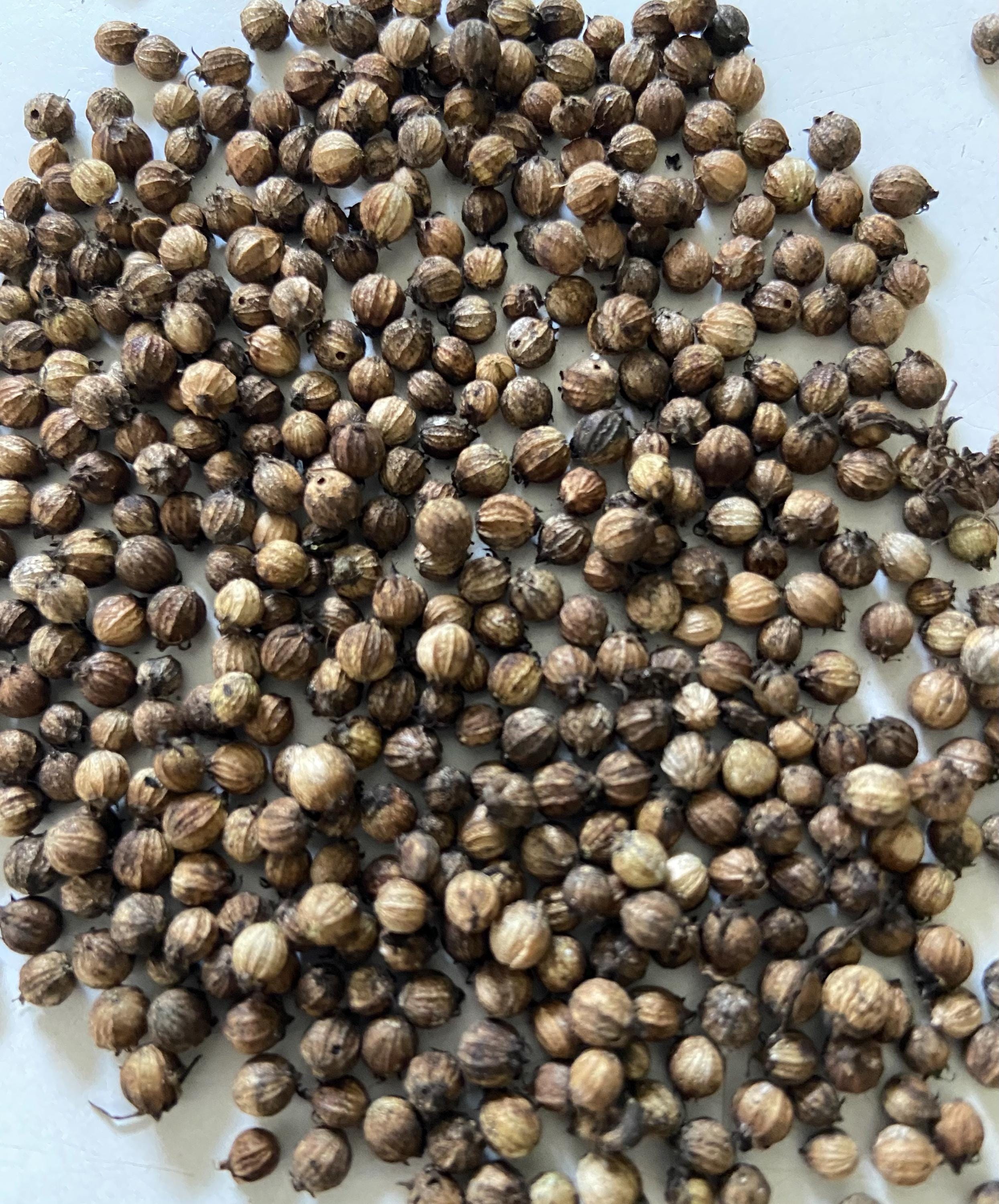 Chemical-free Heirloom Cilantro Seeds – Non-gmo | Grown in Georgia - Etsy