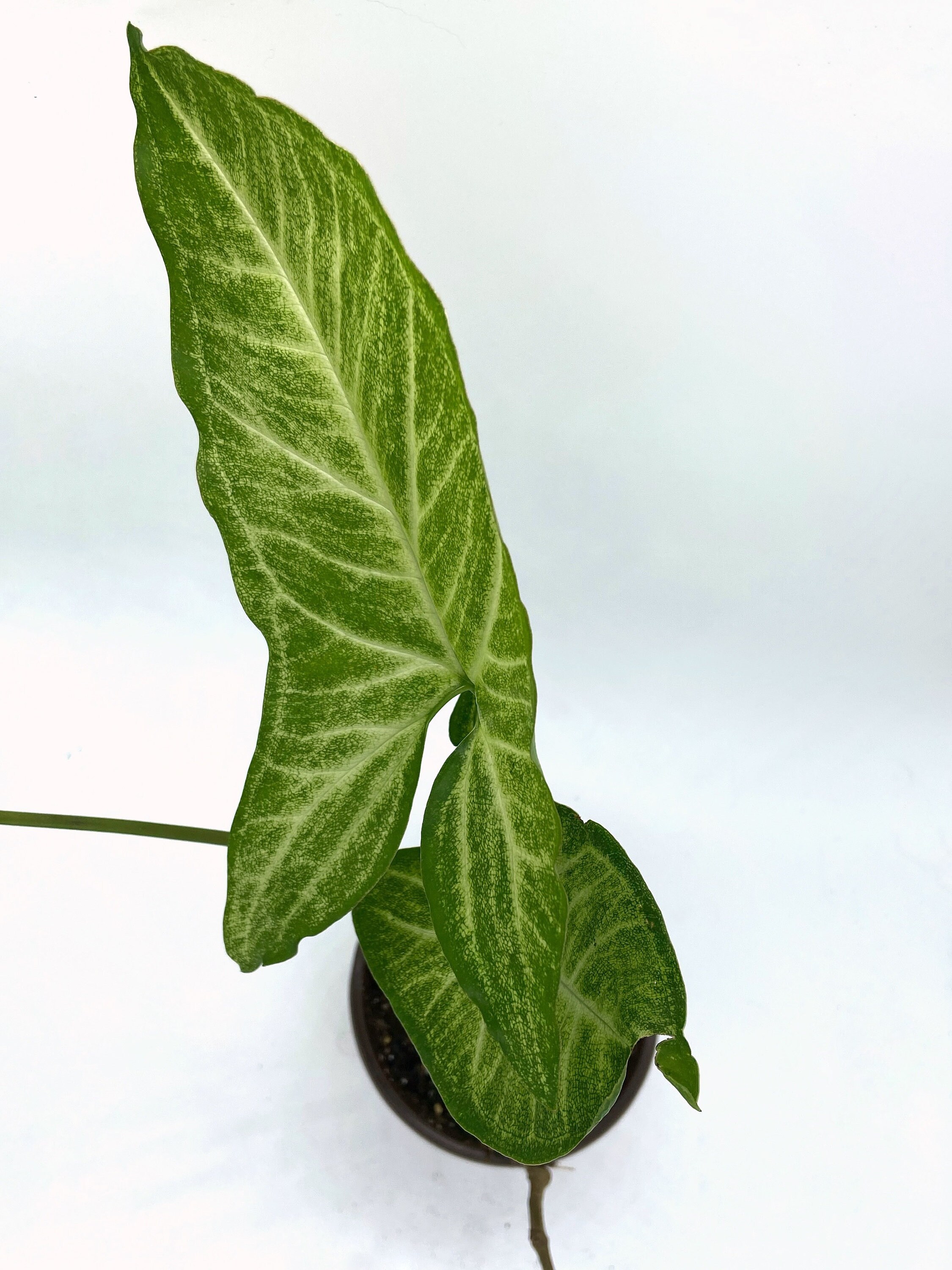 Syngonium white Butterfly Arrowhead Plant Nephthytis - Etsy Canada
