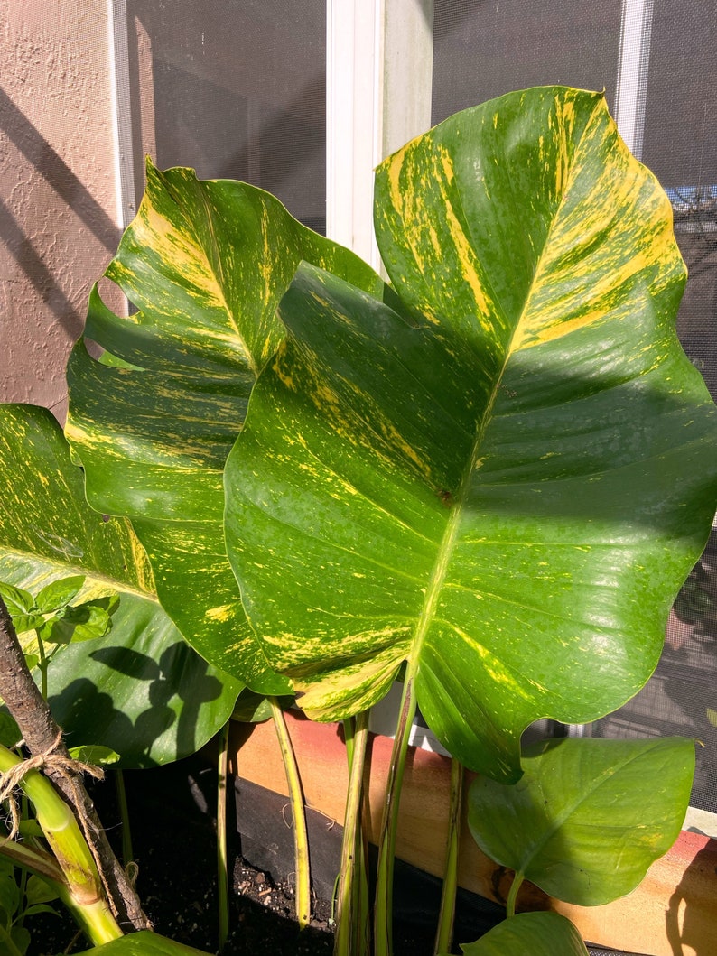 Giant Hawaiian Pothos . Rare Giant Variegated Hawaiian - Etsy
