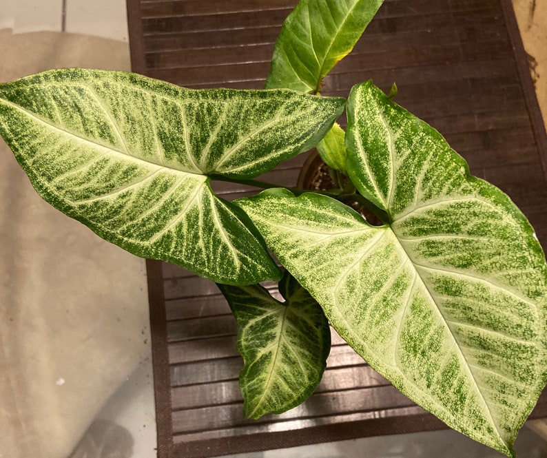 Surprising White Butterfly Arrowhead Plant Pictures