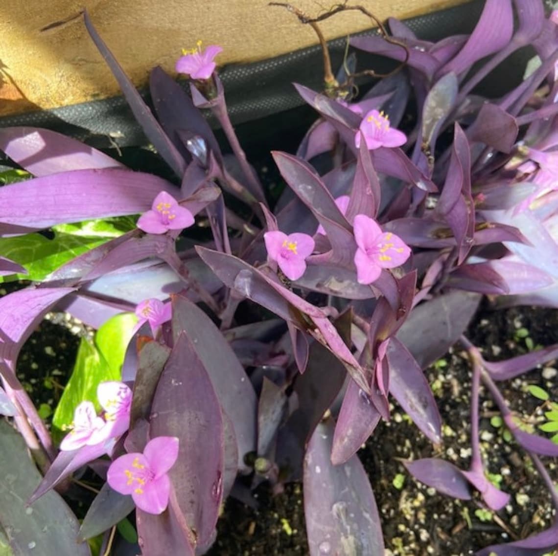 Succulent, Tradescantia Pallida, Colorful Purple Plants. Purple ...