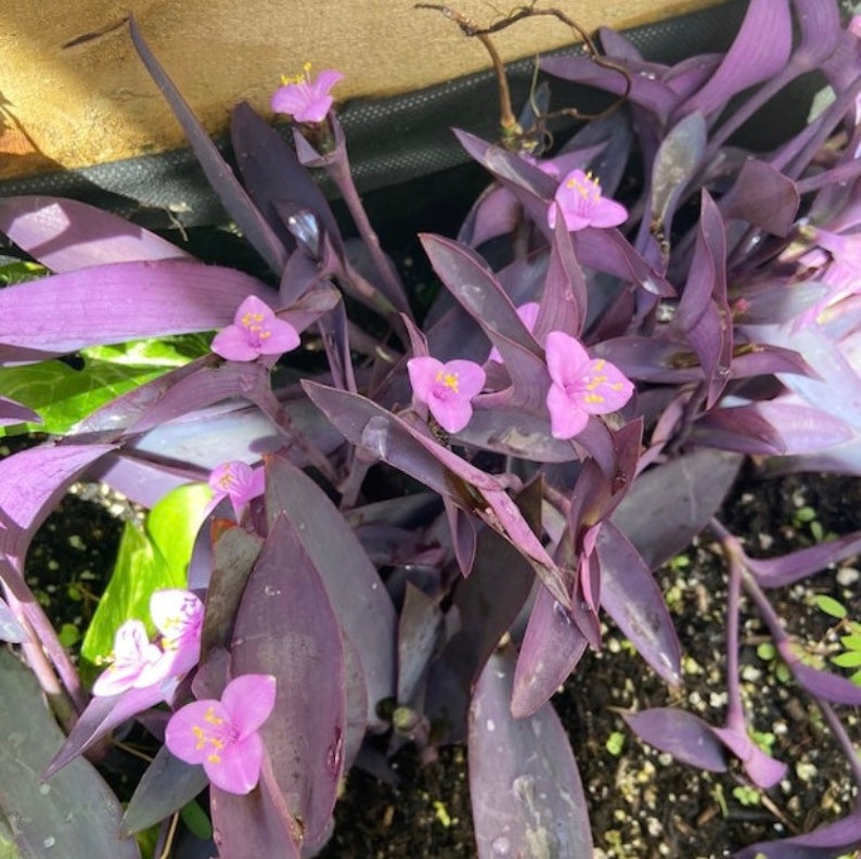 Succulent, Tradescantia Pallida, Colorful Purple Plants. Purple ...
