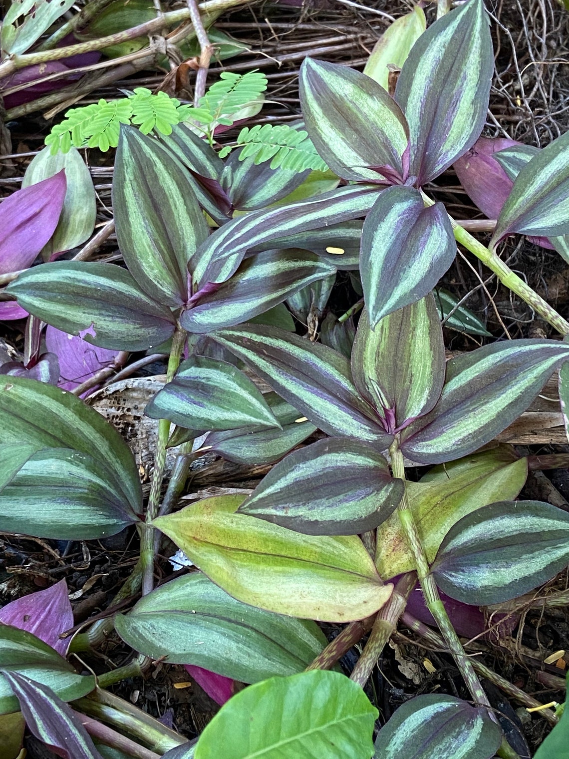 Lila Silber Zoll Pflanze Blatt Tradescantia Wondering Jude schnell ...