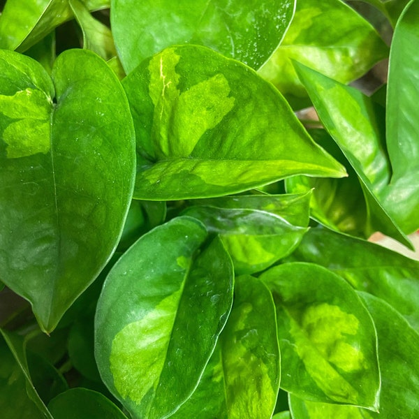 Global Green Pothos - Etsy