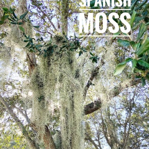 Spanish Moss Air Plant Bunch. Fresh Live With Face Flower Pot - Etsy