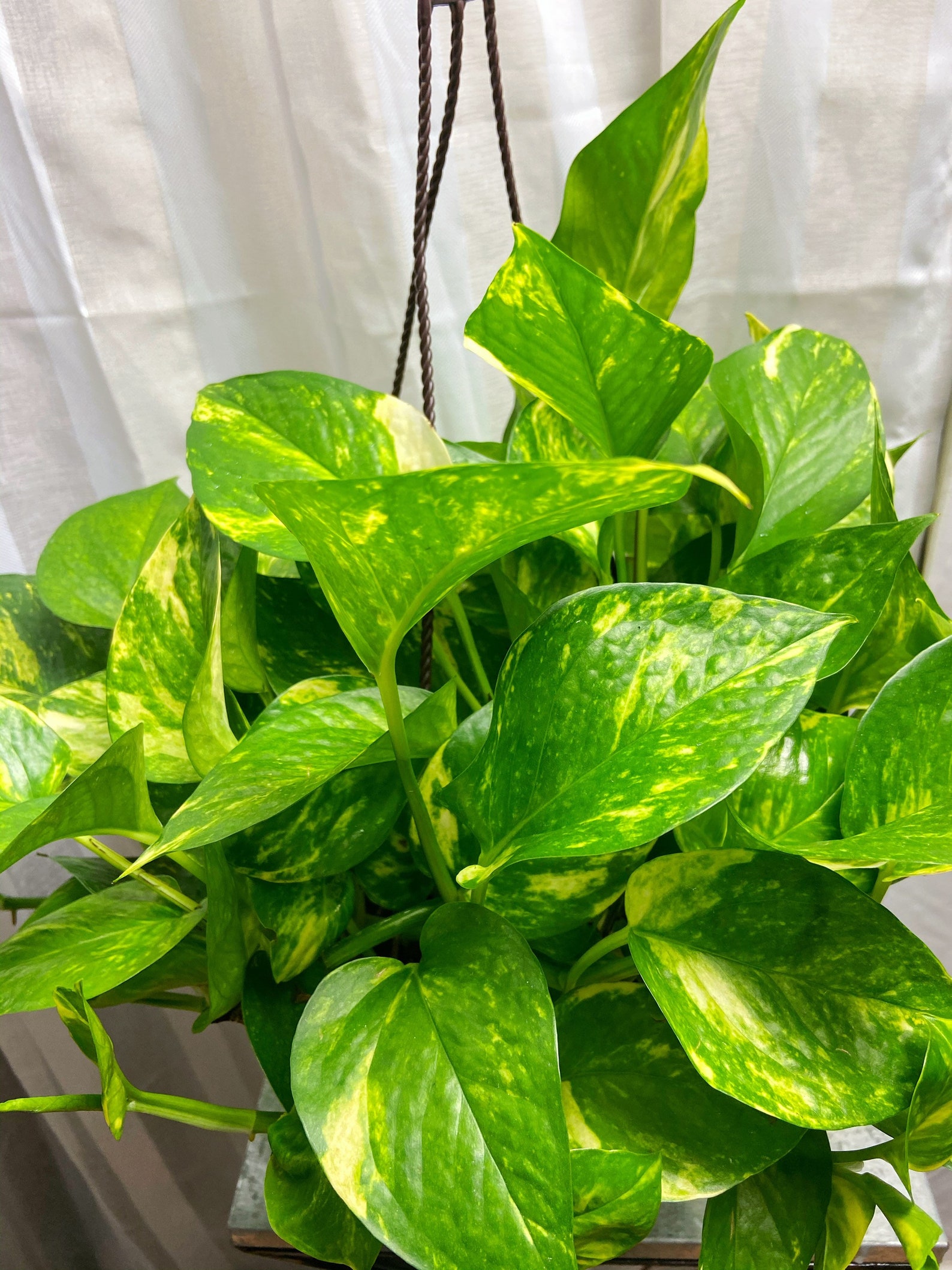 Pothos, Golden Pothos. Variegated Vine. Live, Air Purifying, Marble ...