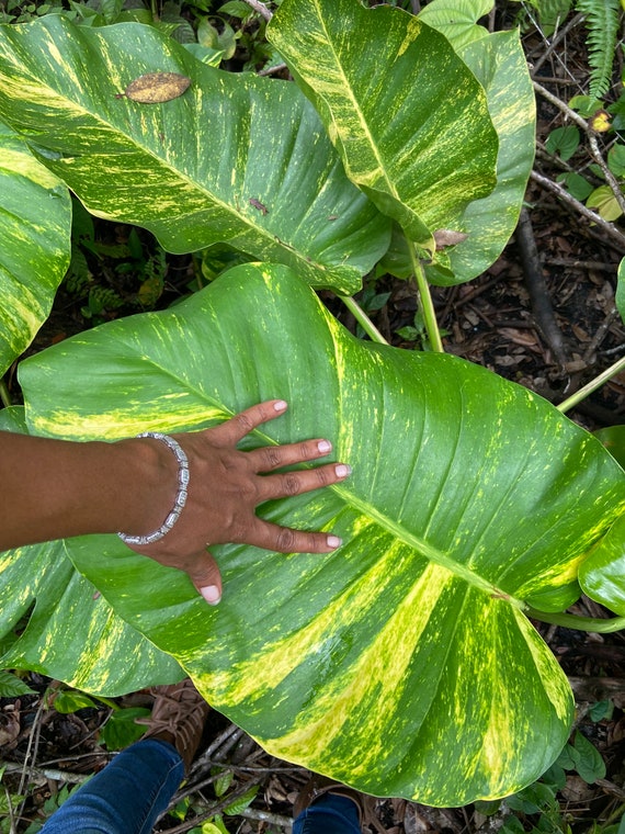 Rare Giant Hawaiian Variegated Fenestrated Golden Pothos RARE GIANT
