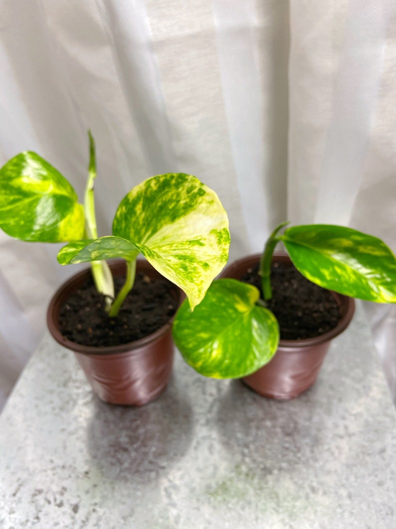 Pothos, Golden Pothos. Variegated Vine. Live, Air Purifying, Marble ...