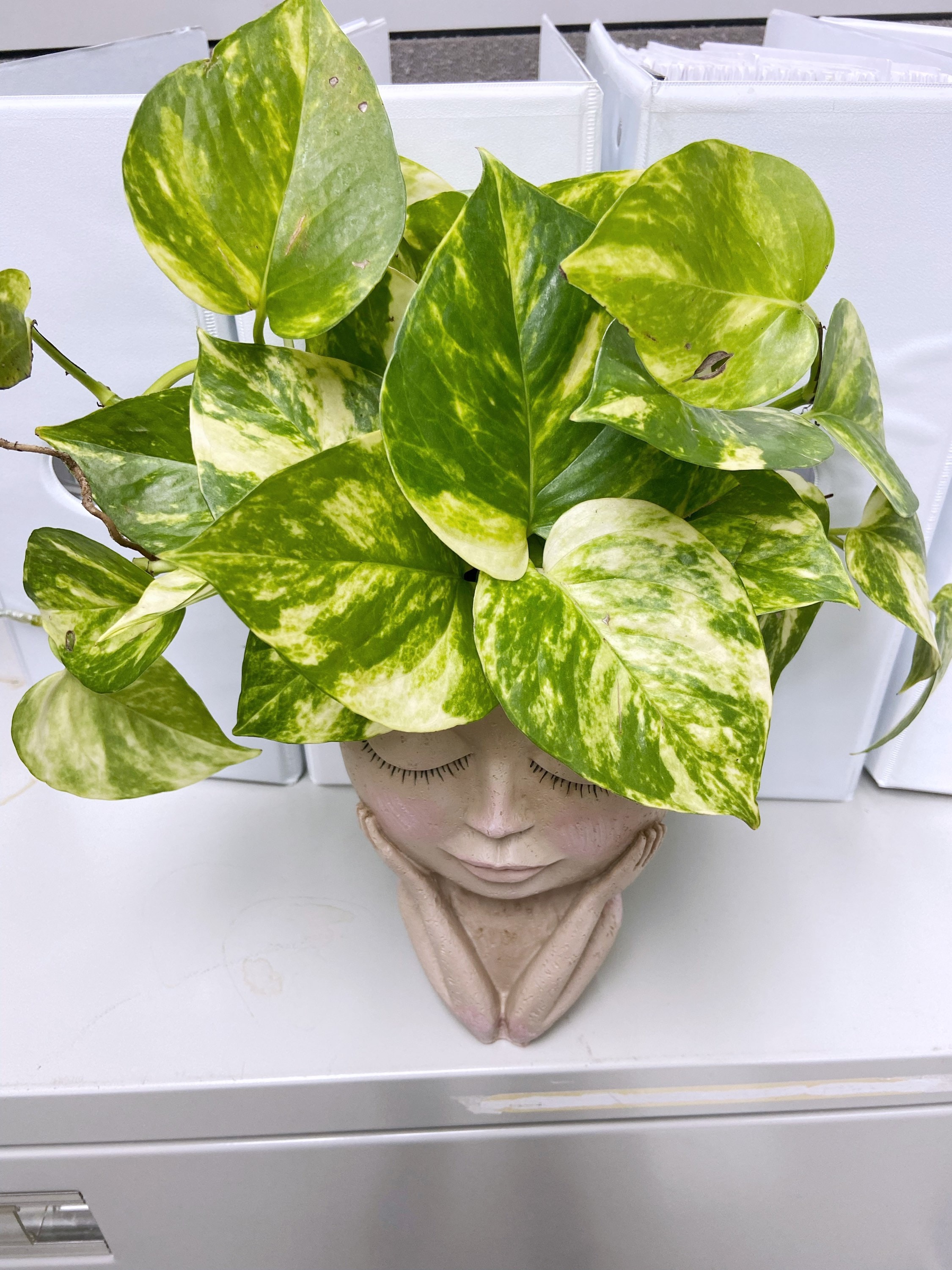 Pothos, Golden Pothos. Variegated Vine. Live, Air Purifying, Marble ...