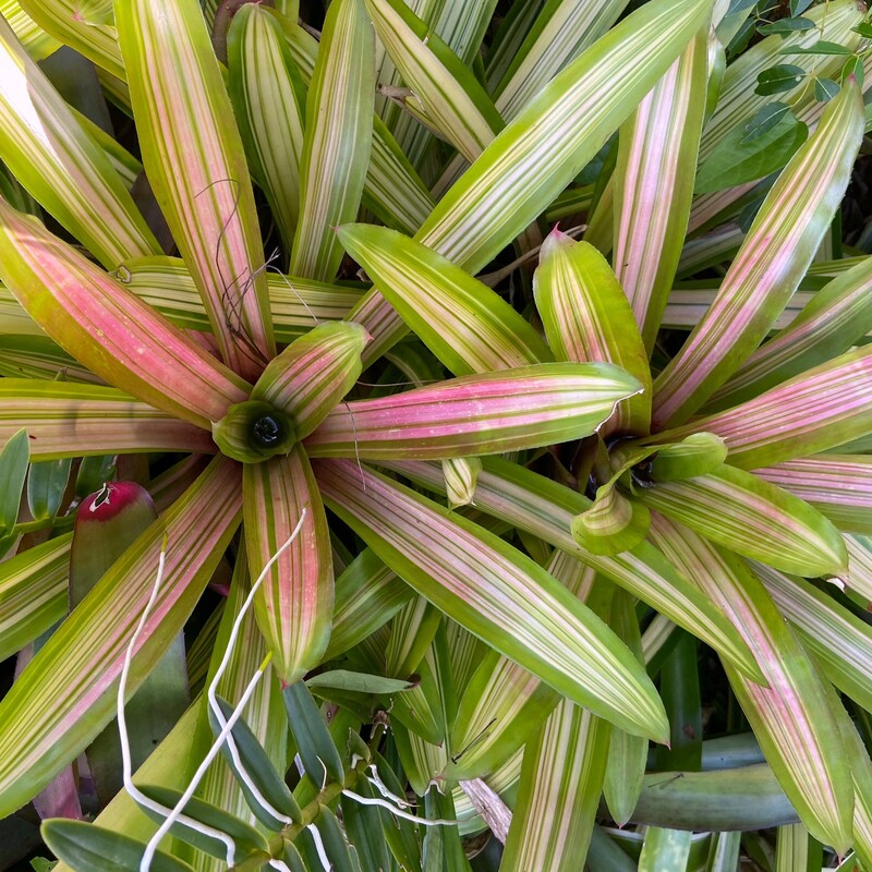 Neoregelia Bromeliad - Etsy