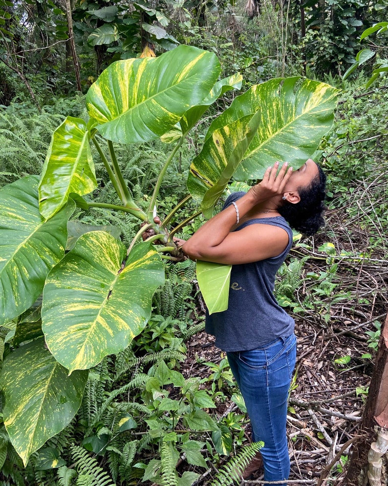 Giant Hawaiian Pothos . Rare Giant Variegated Hawaiian - Etsy