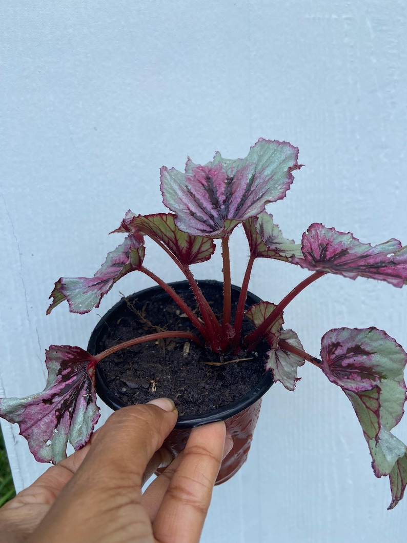 Begonias Rex Bold & Beautiful Foliage Plant - Etsy
