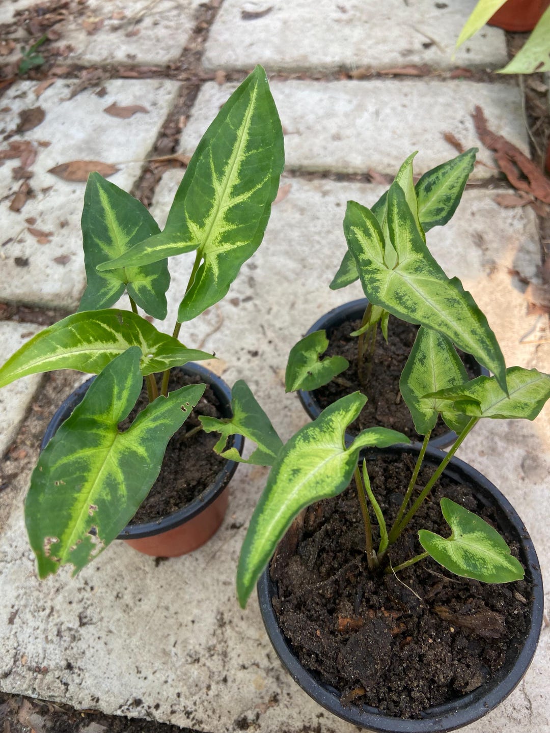 Syngonium Angustatum Rare and Beautiful Aroid - Etsy
