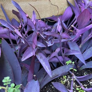 Succulent, Tradescantia Pallida, Colorful Purple Plants. Purple ...