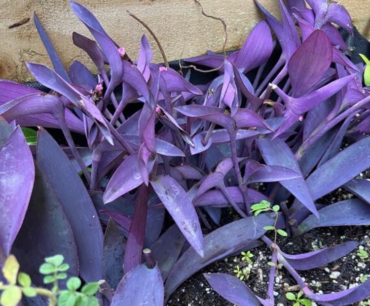 Succulent, Tradescantia Pallida, Colorful Purple Plants. Purple ...