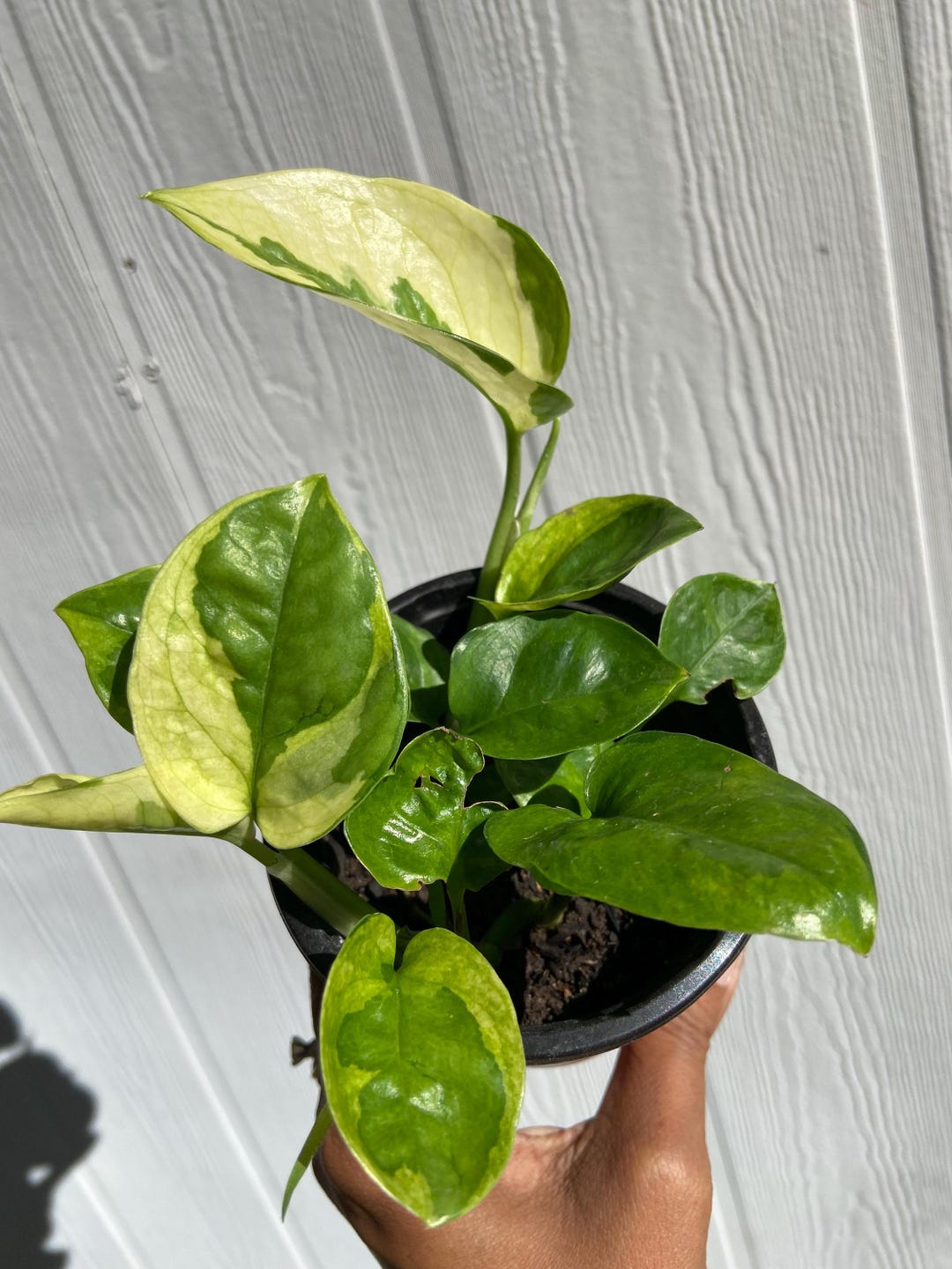 Lemon Meringue Pothos Fully Rooted - Etsy