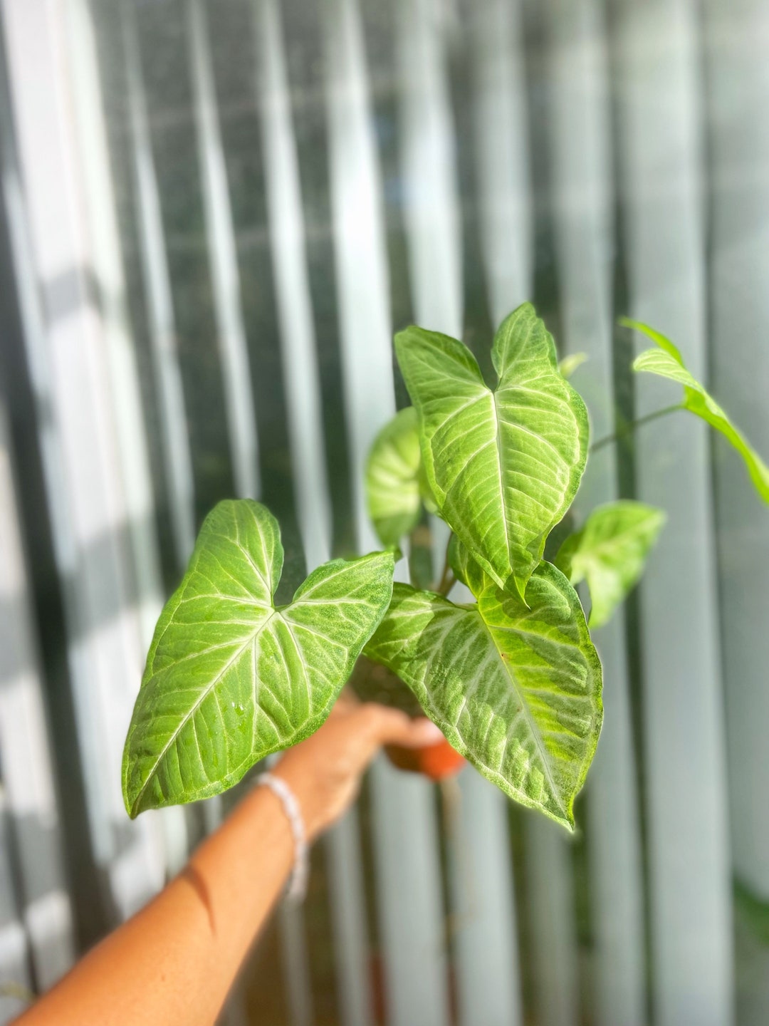 Syngonium ‘white Butterfly Arrowhead Plant - Nephthytis - Etsy