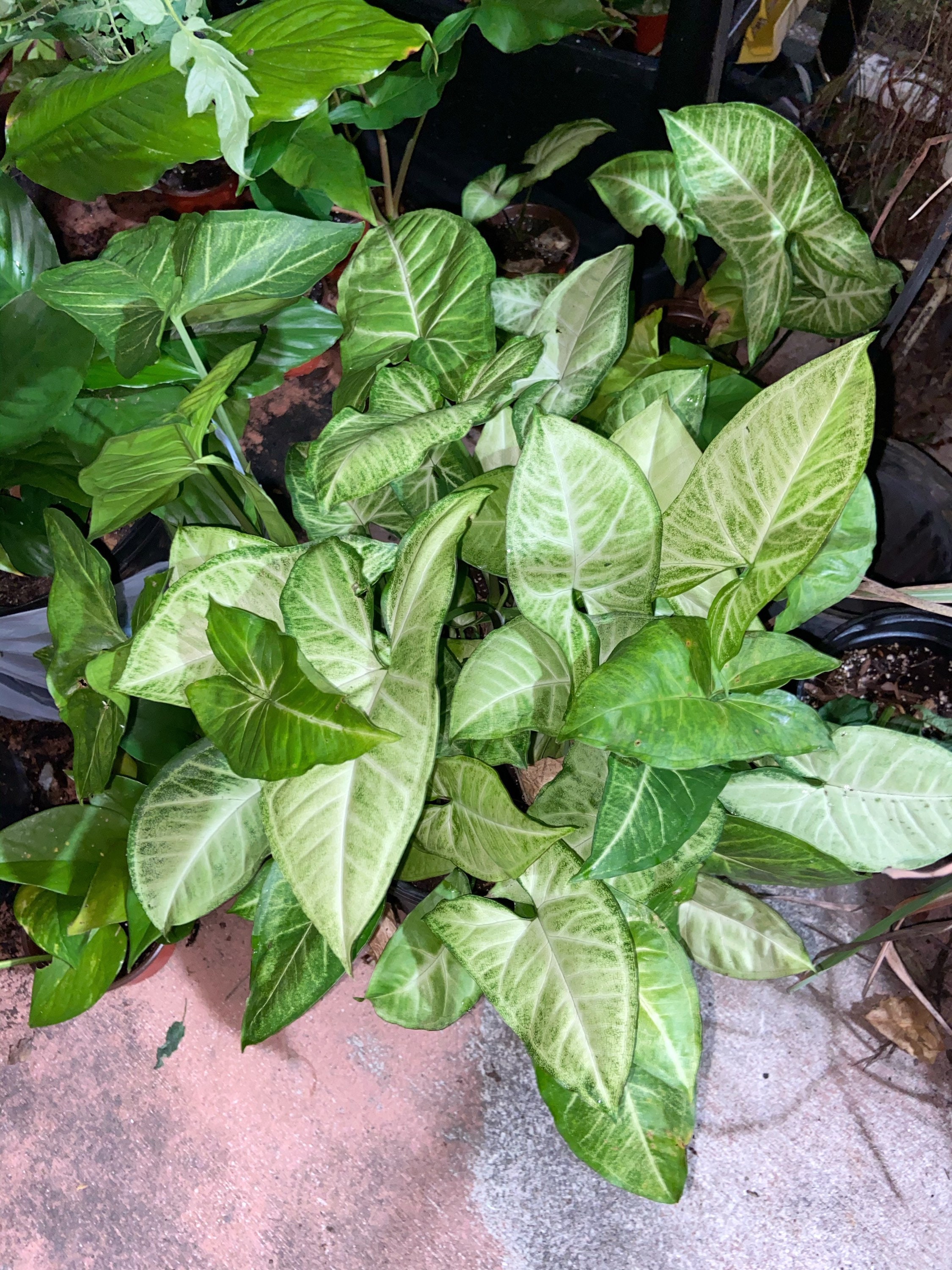 Syngonium white Butterfly Arrowhead Plant Nephthytis - Etsy Canada