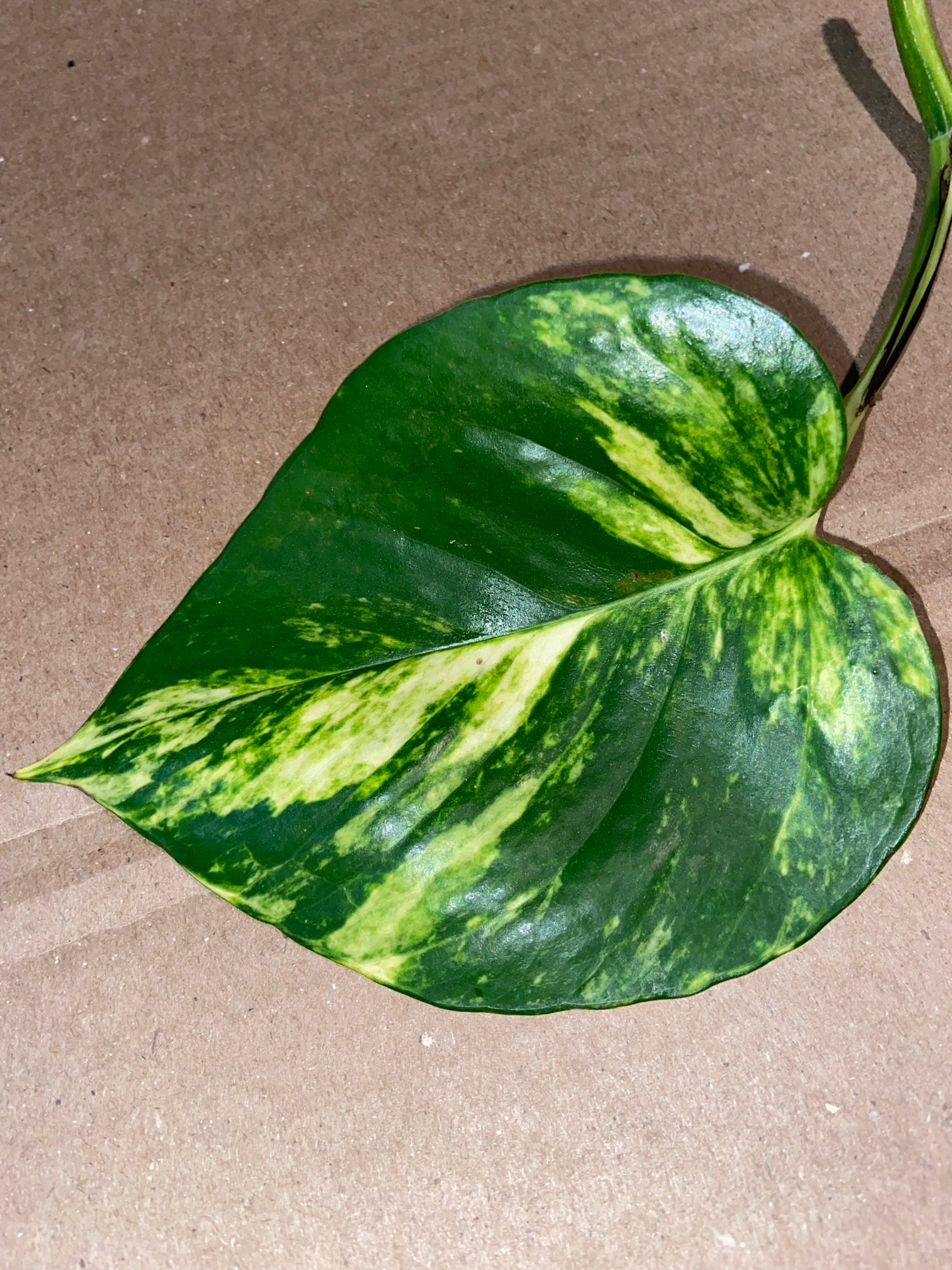 Giant Jumbo Pothos Cutting. - Etsy
