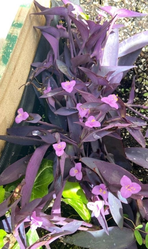 Succulent, Tradescantia Pallida, Colorful Purple Plants. Purple ...