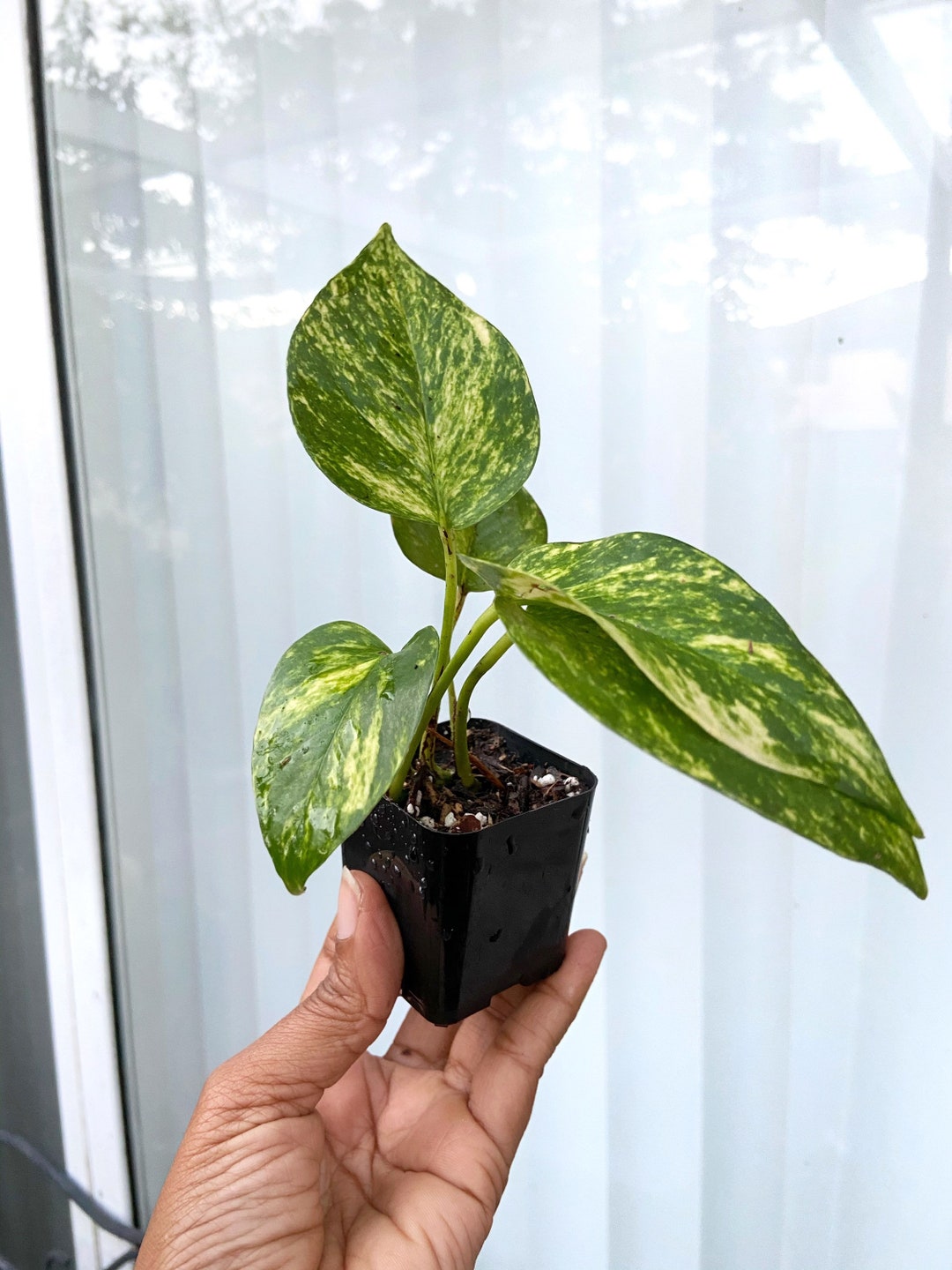 Golden Pothos Indoor/outdoor Live Plant, Clean Air. - Etsy