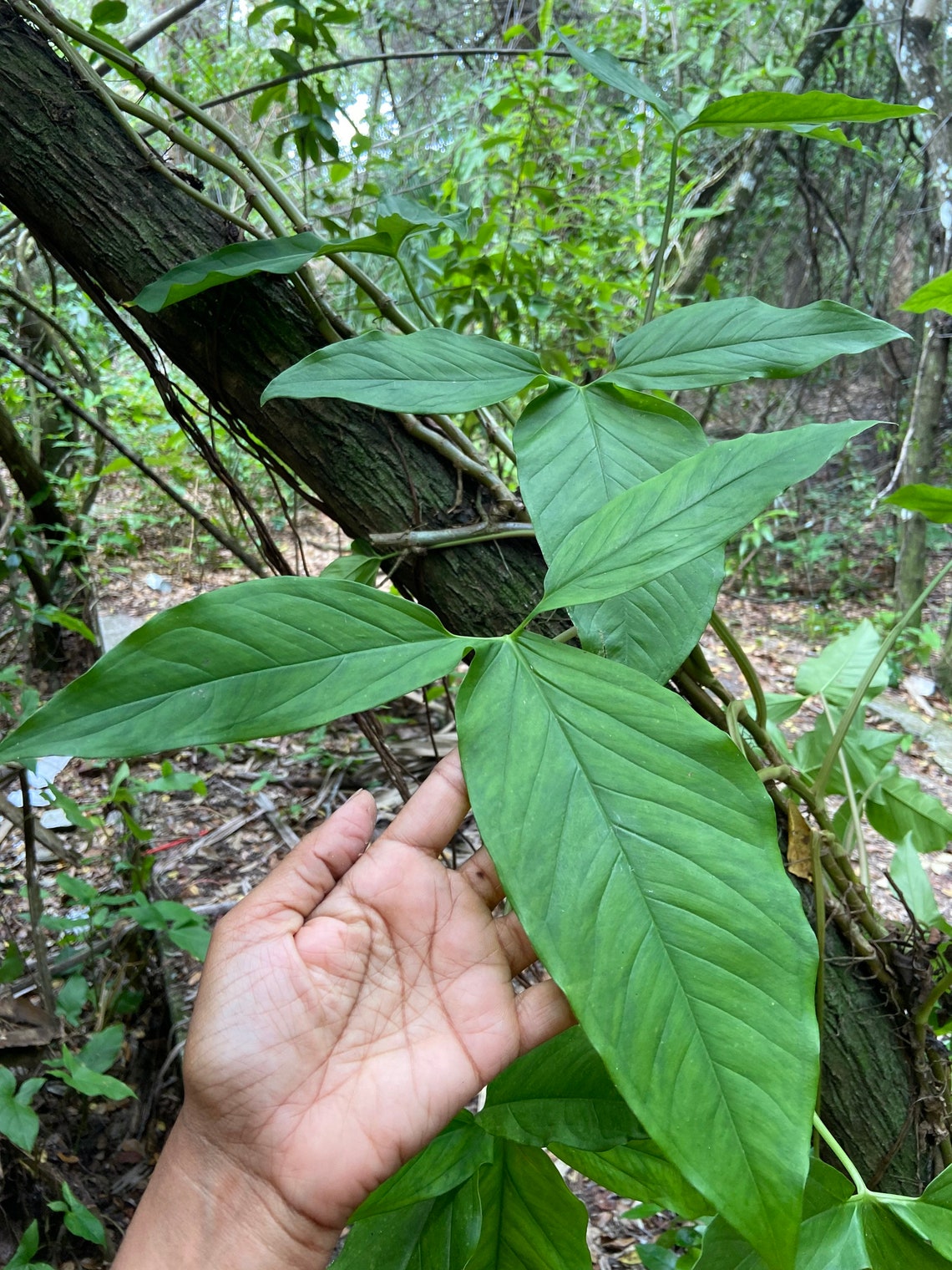 Syngonium Podophyllum Arrowhead Climbing Vine Plant | Etsy