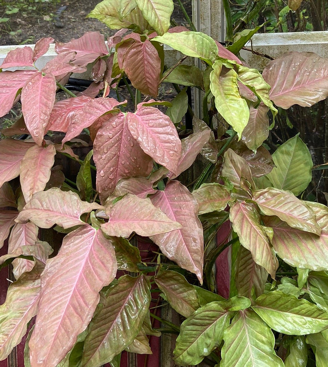 Pink Syngonium, Pink Green Arrow Heads. - Etsy