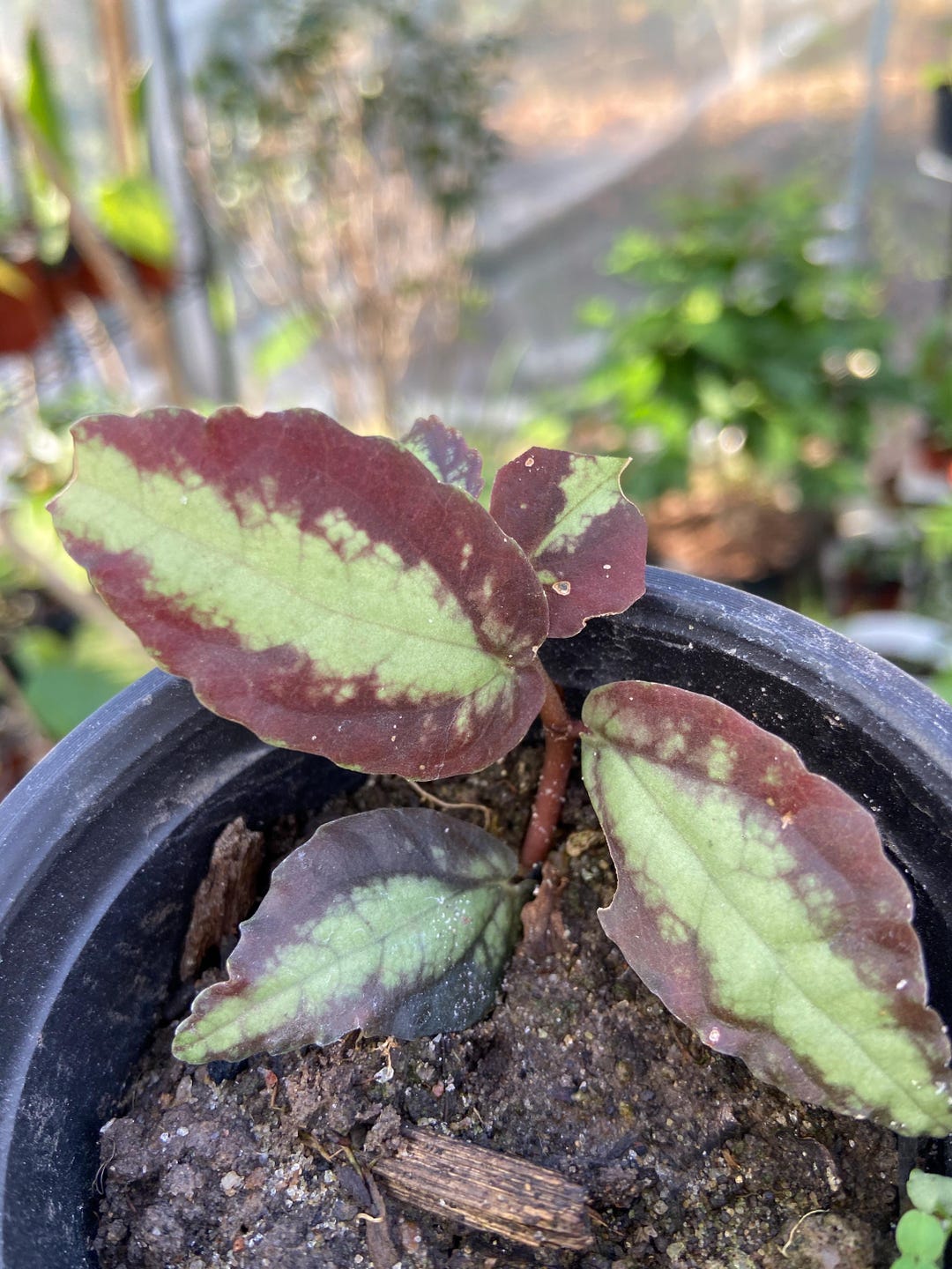 Pellionia Plant Beautiful Trailing House Plant. Live Plant for Indoor ...