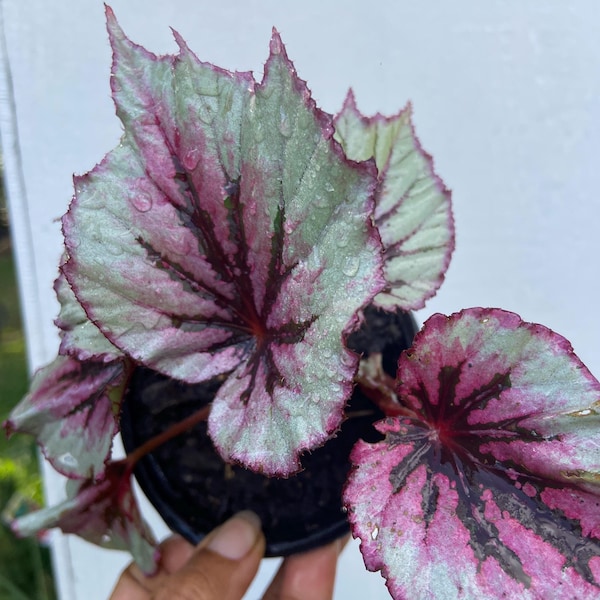 Rex Begonia - Etsy