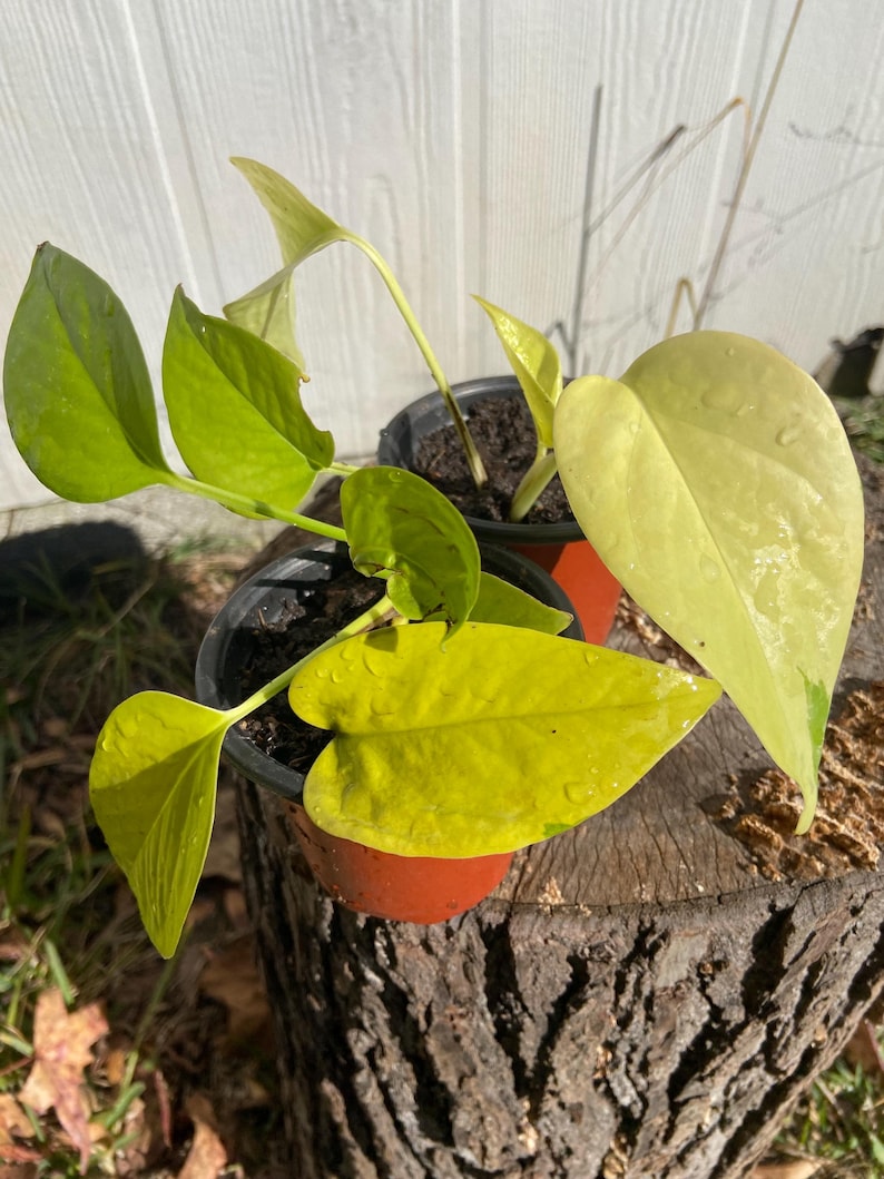 Neon Pothos Plant – Vibrant Live Houseplant for Indoor Spaces - Etsy