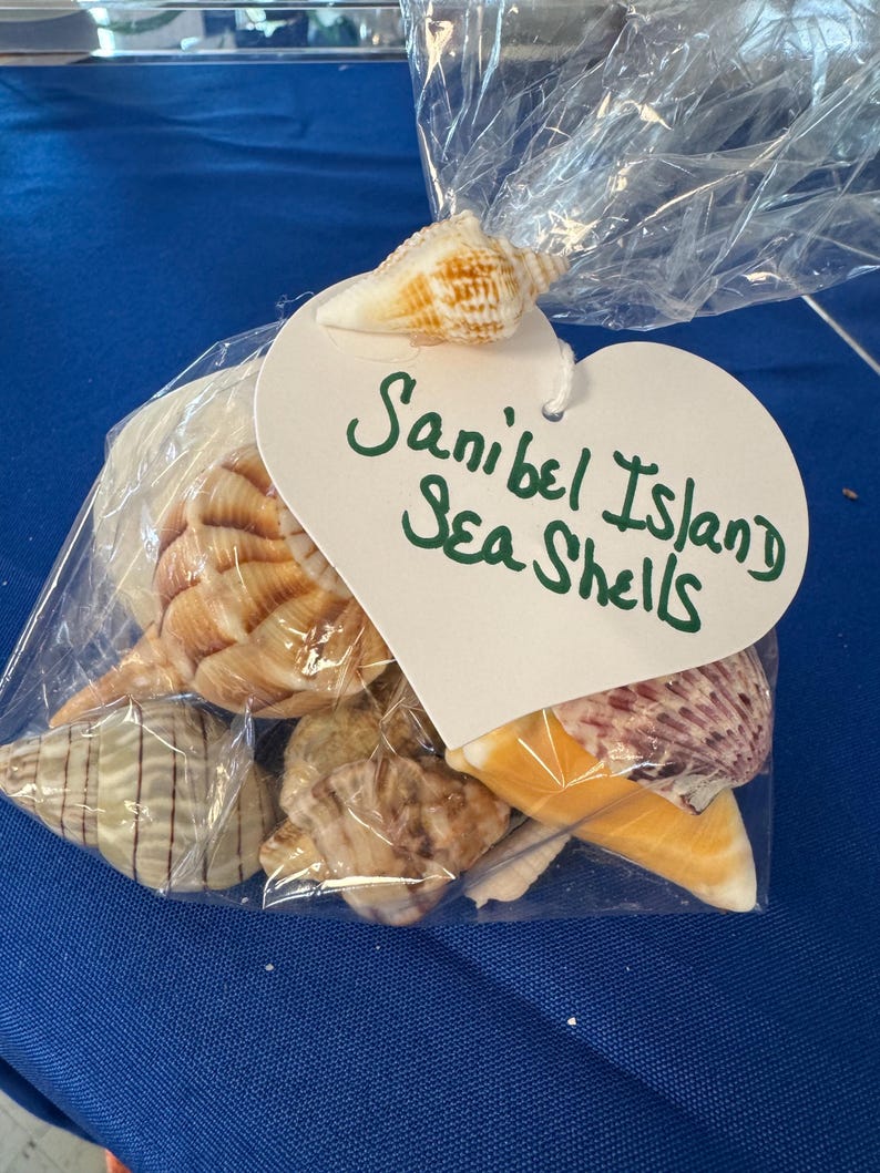 Sanibel and Captiva Island Seashells - Etsy