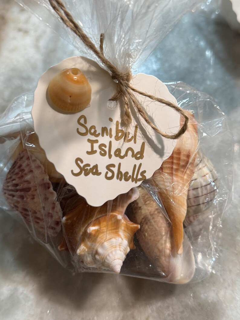 Sanibel and Captiva Island Seashells - Etsy