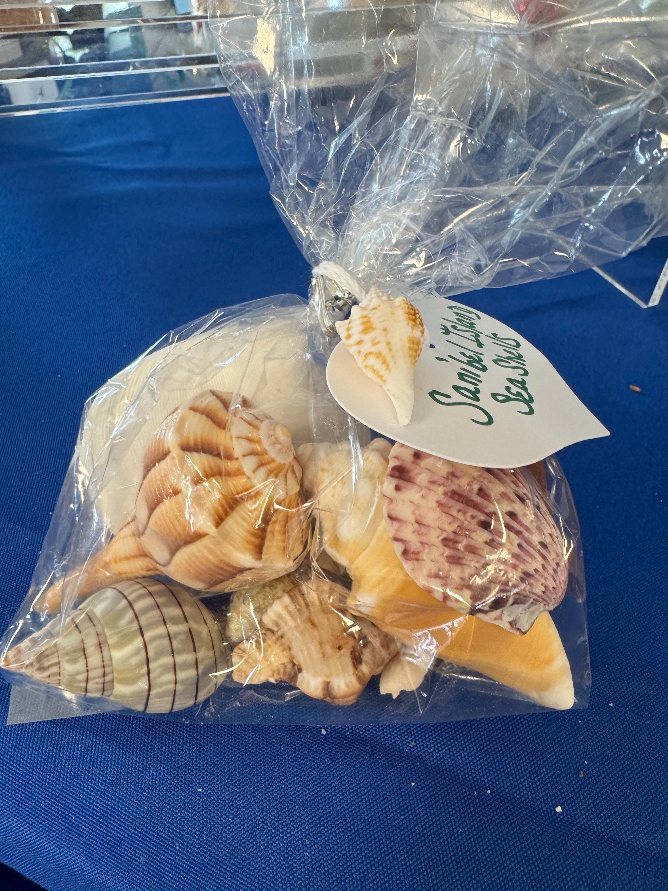 Sanibel and Captiva Island Seashells - Etsy