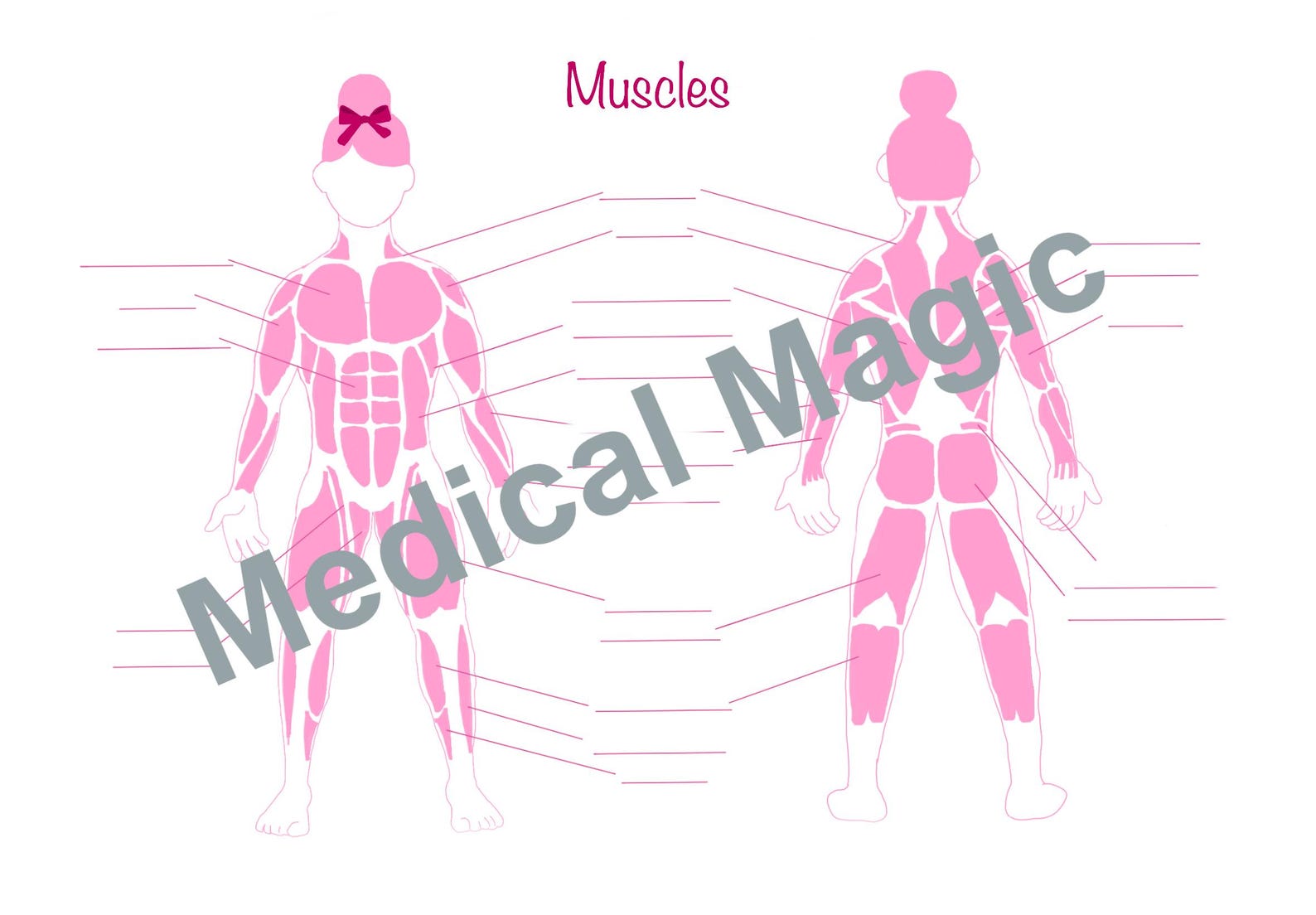 Human Muscular System Labeling Worksheet - Etsy