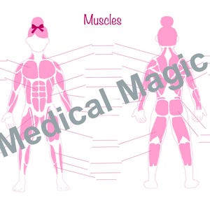 Human Muscular System Labeling Worksheet - Etsy