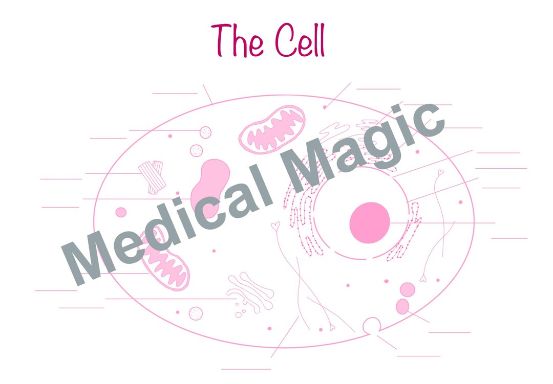 Human Cell Labeling Worksheet | for Nursing and Anatomy Students ...