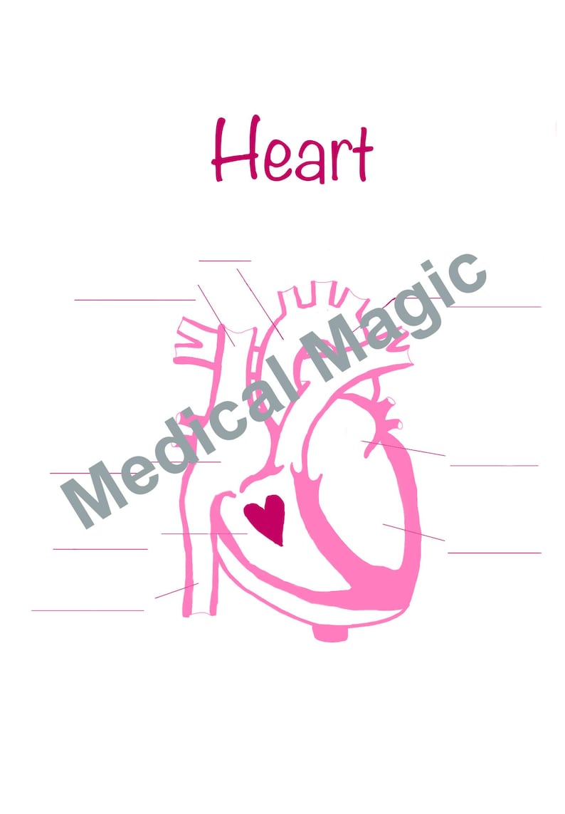 Human Heart Labeling Worksheet - Etsy