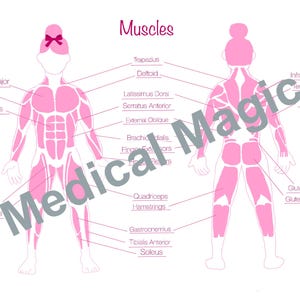 Human Muscular System Labeling Worksheet - Etsy