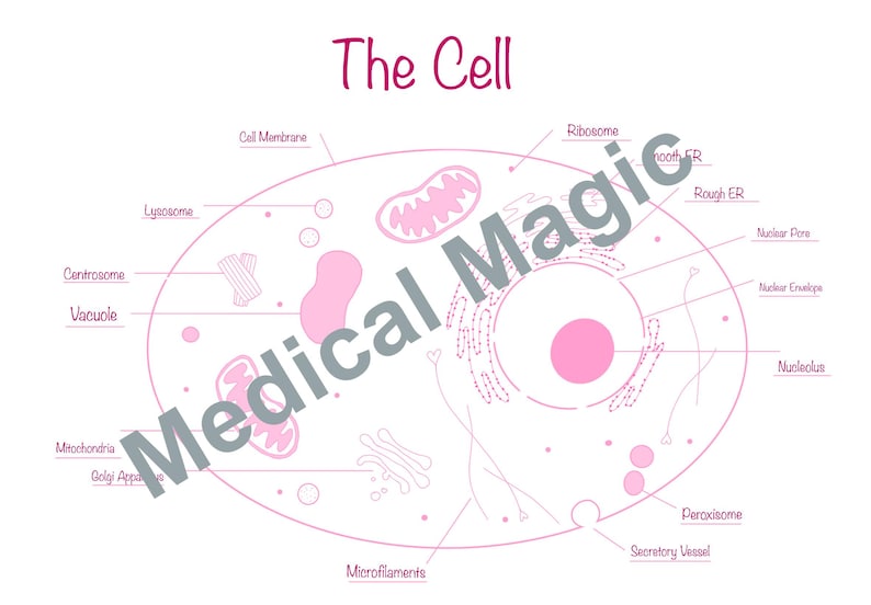 Human Cell Labeling Worksheet | for Nursing and Anatomy Students ...