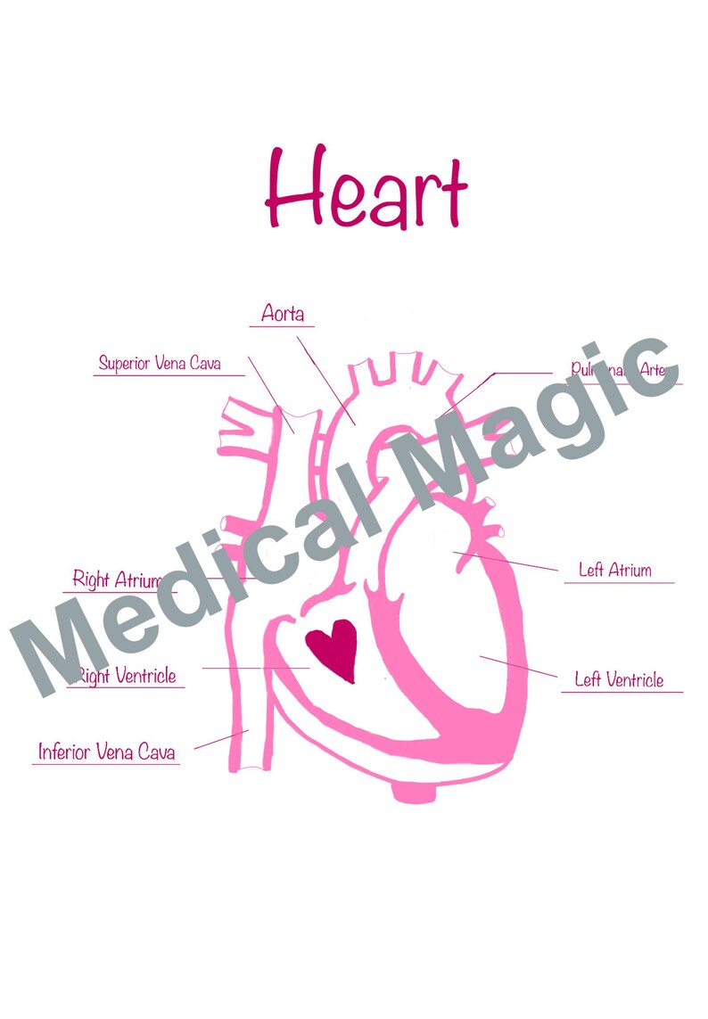 Human Heart Labeling Worksheet - Etsy