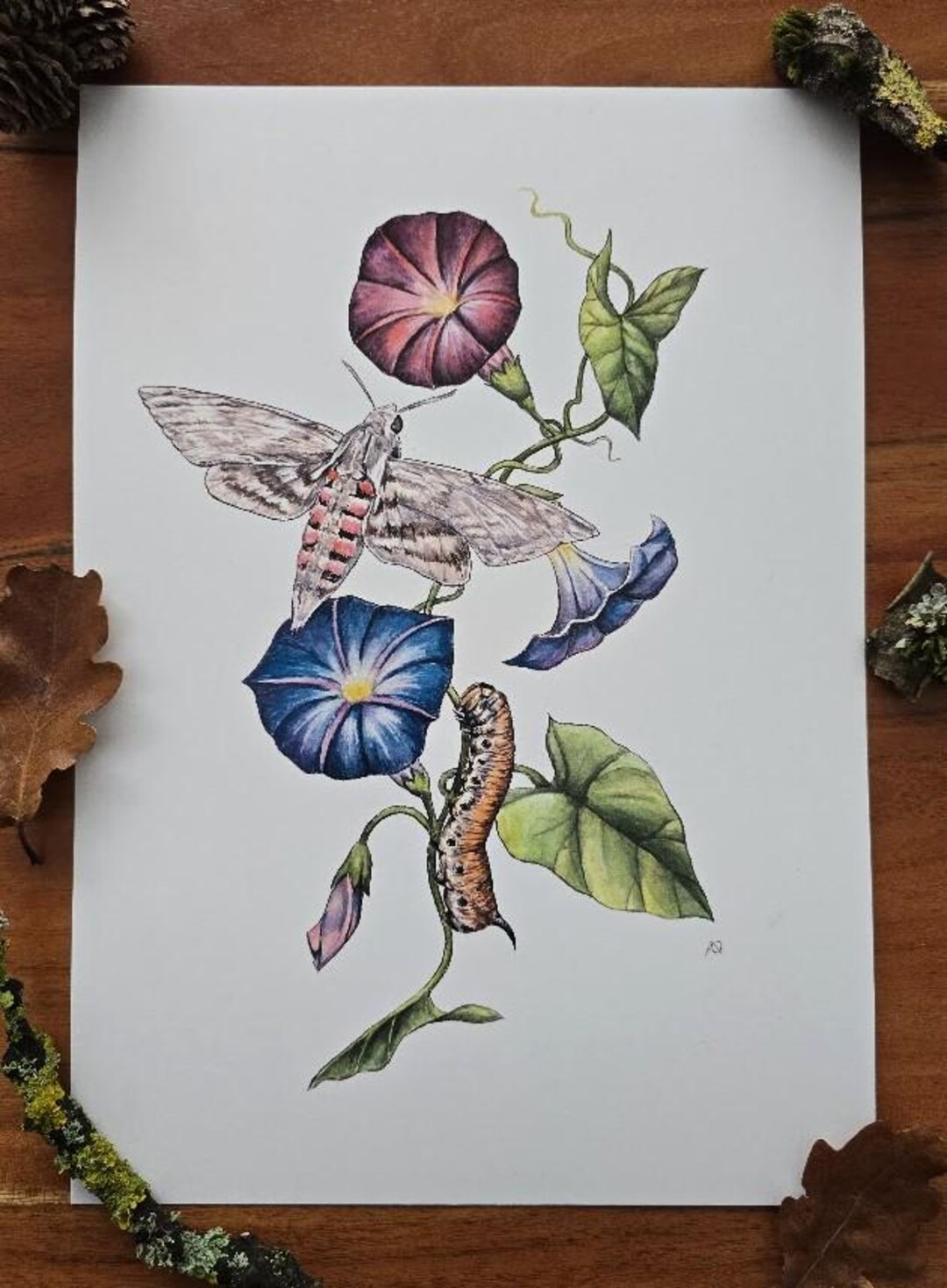 Morning Glory Hawk Moth Art Print DIN A4 - DIN A2 - Etsy